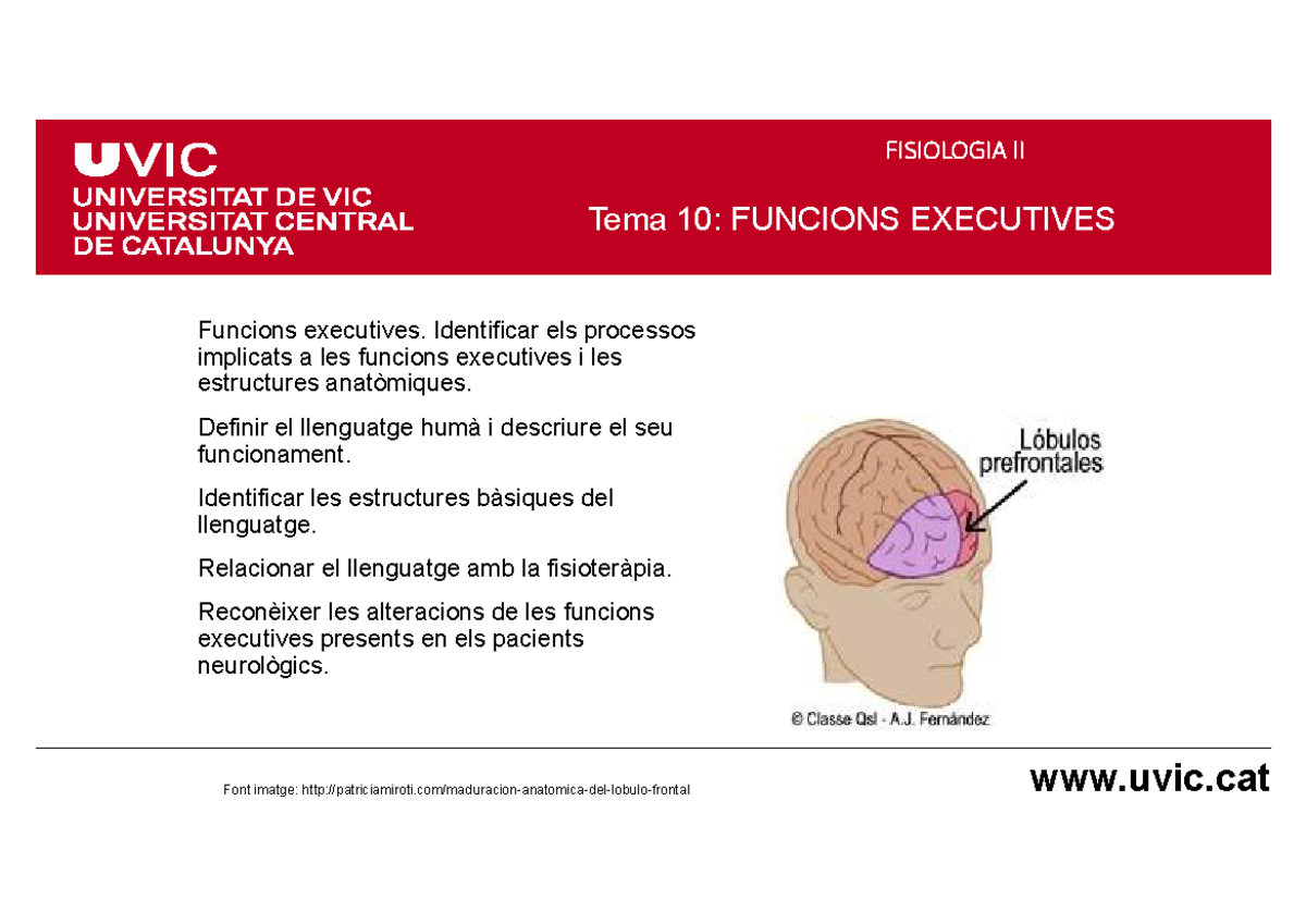 Tema 11 Funcions Executives - uvic FISIOLOGIA II Funcions executives. Identificar els processos ...