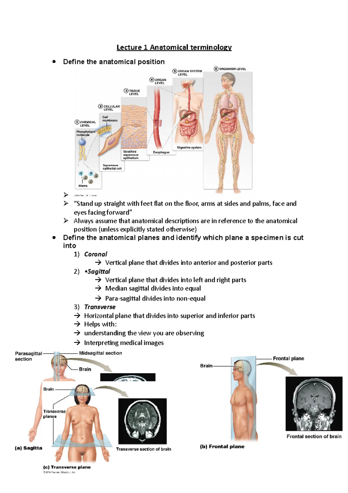 Lecture 1 notes Concepts - Lecture 1 Anatomical terminology Define the ...
