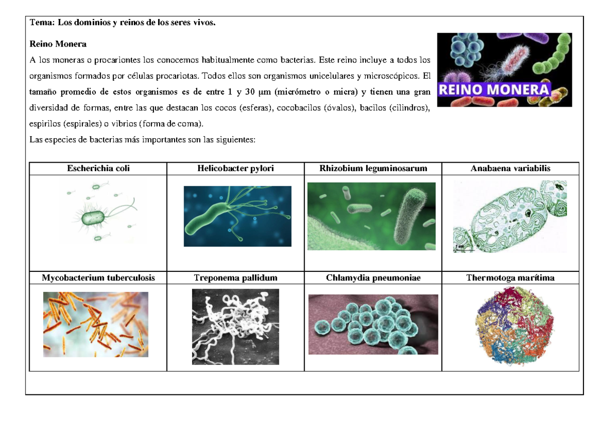 U4 1ERO Clase - Primero BGU - Biologia - Dominios Y Reinos DE LOS Seres Vivos - Reino Monera ...