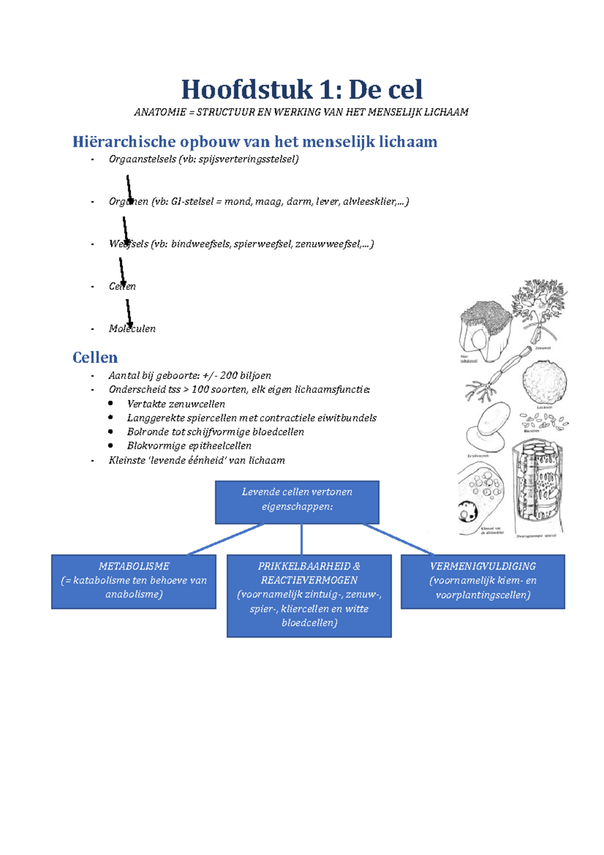 H1 De cel - Samenvatting - Hoofdstuk 1: De cel ####### ANATOMIE = STRUCTUUR EN WERKING VAN HET ...