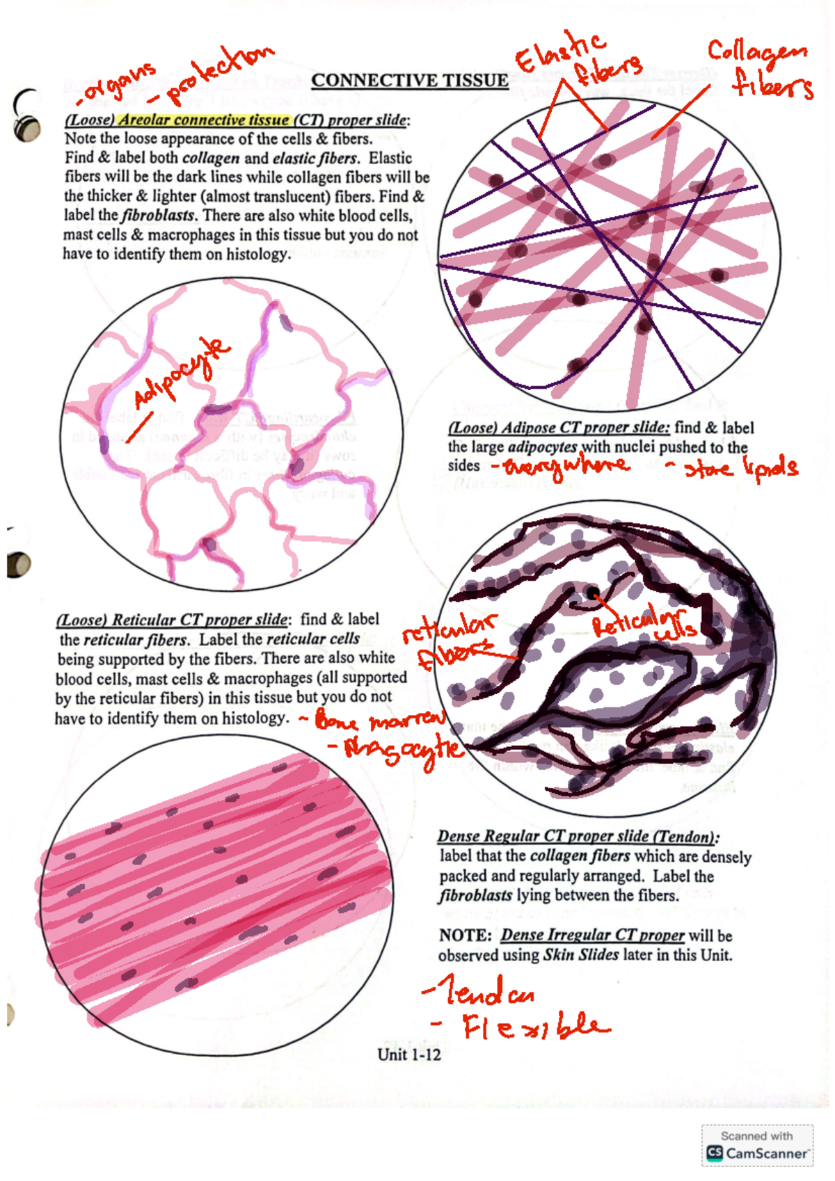 Ass 3Lab CT&skin - Tissue - polection Elastic gans CONNECTIVE TISSUE ...