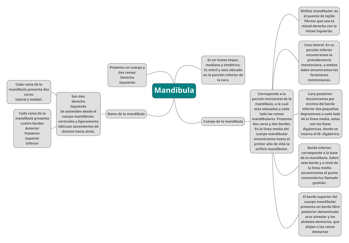 H mandibula. map - Mandibula Es un hueso impar, mediano y simétrico. Es ...