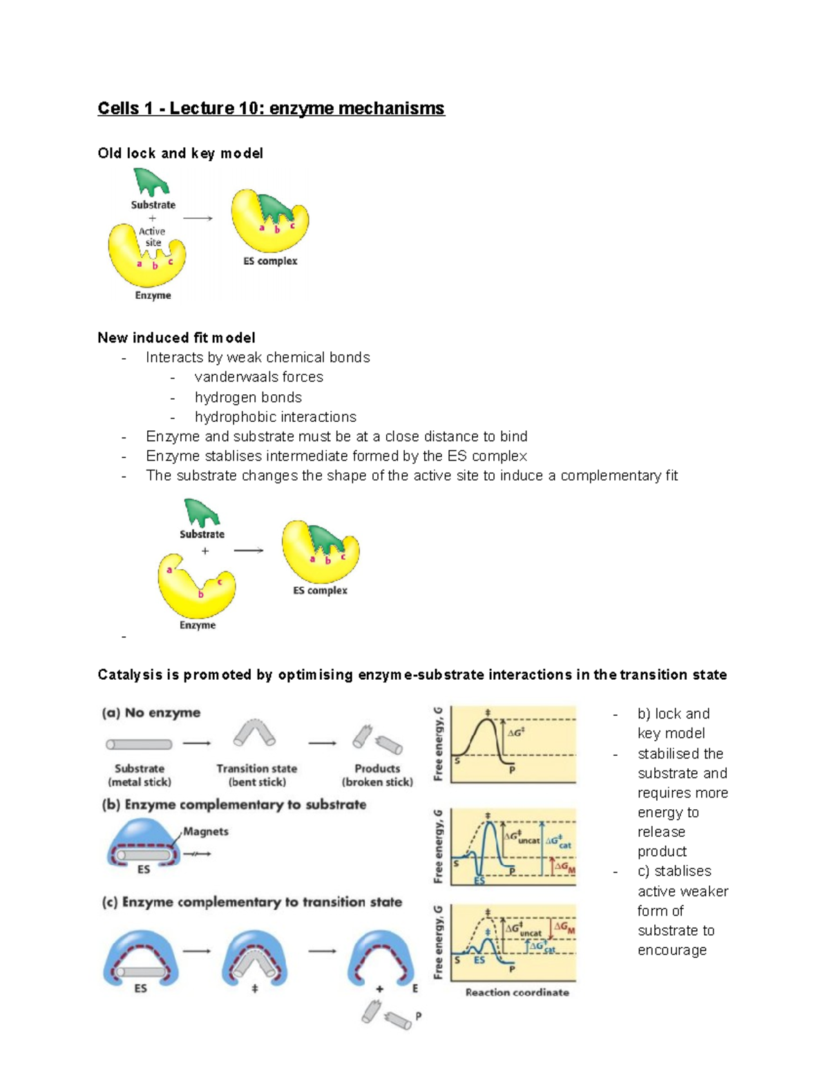 Year 1, Cells 1 - Lecture 10: enzyme mechanisms - Cells 1 - Lecture 10 ...