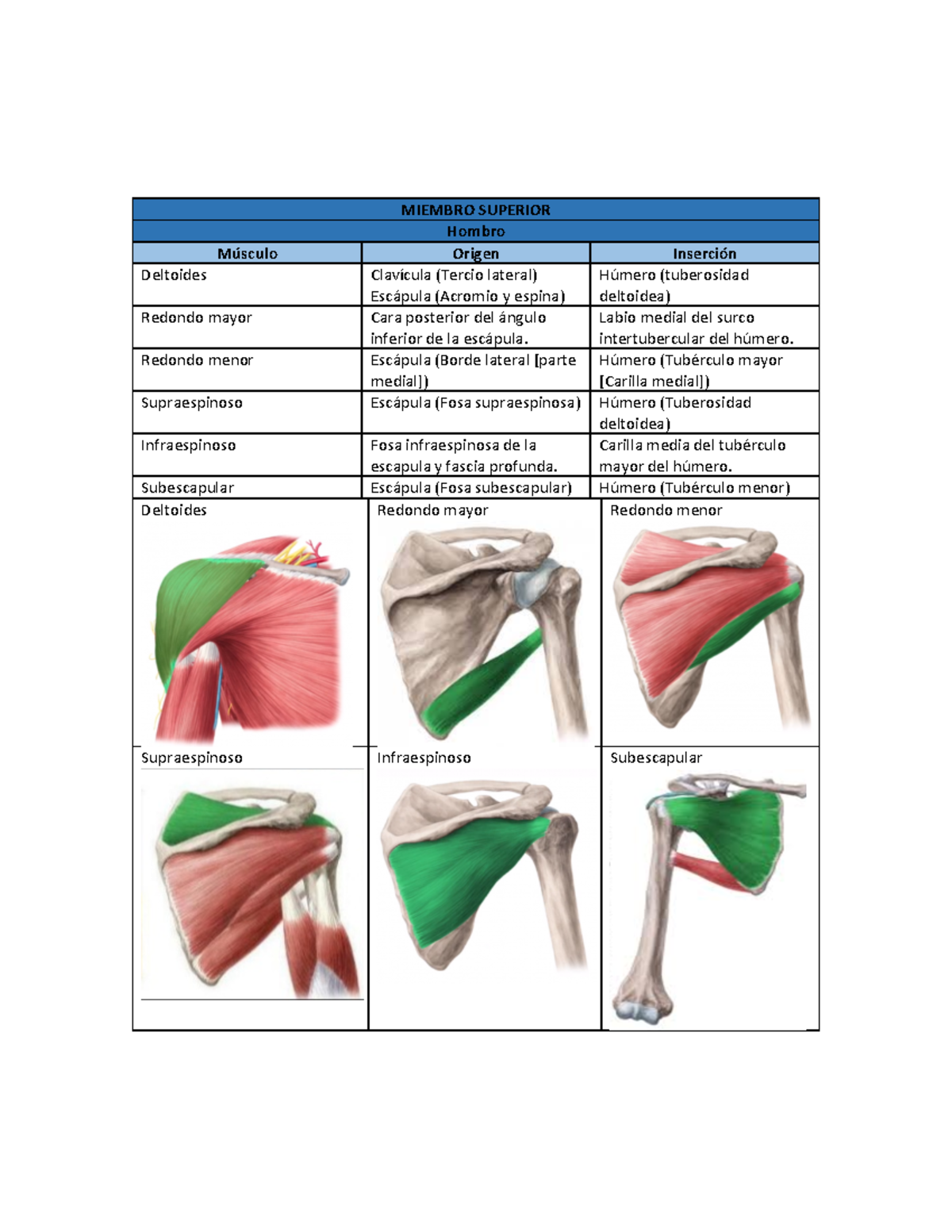 Musculos miembro sup e inf - Deltoides Redondo mayor Redondo menor ...