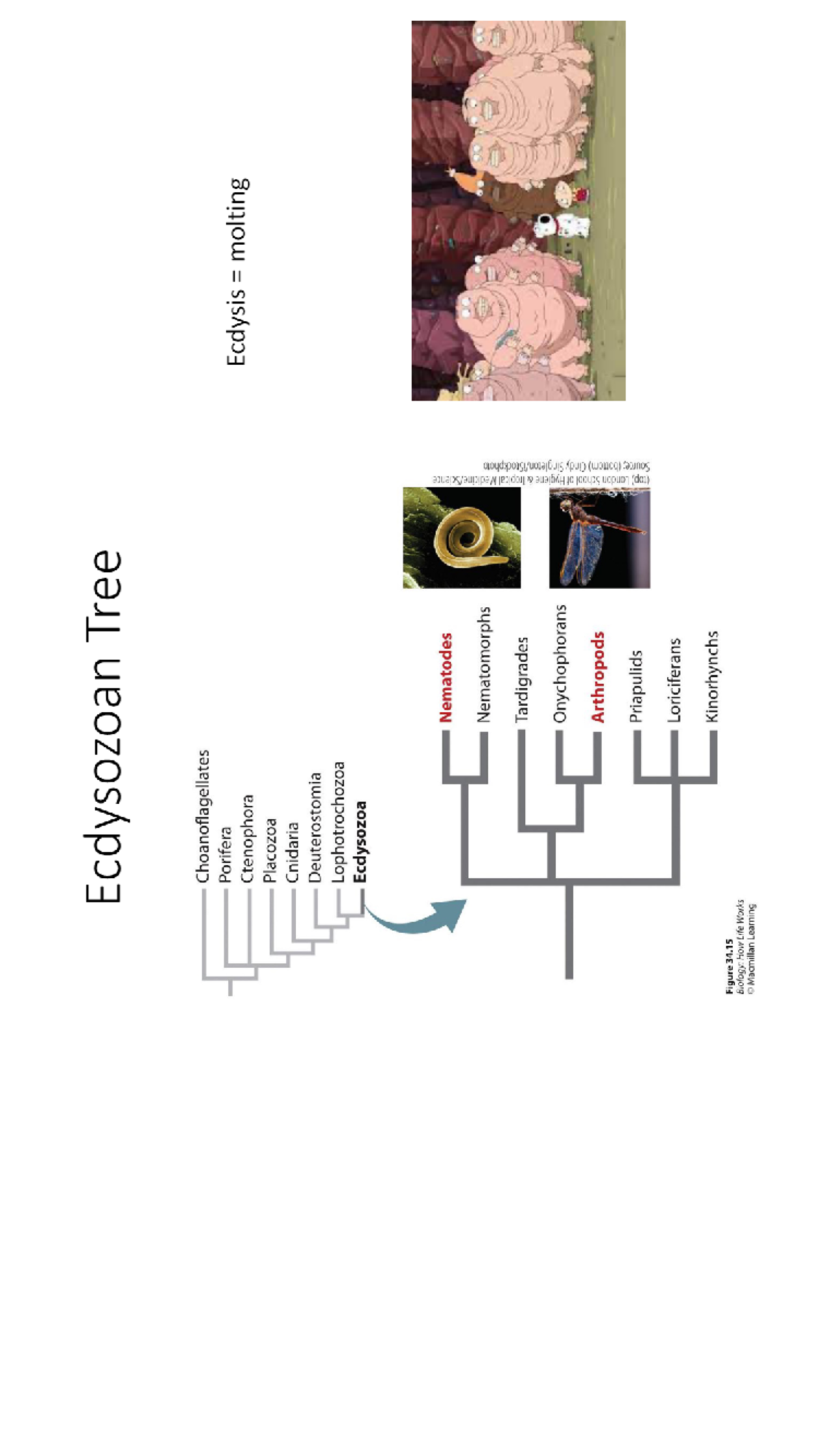 09 - Animal Diversity Part 2 - BIOL 110 - Fall 2023 - Biol 110 - Studocu
