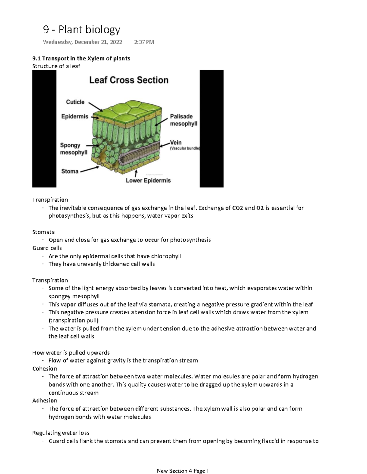 Plant biology - 9 Transport in the Xylem of plants Structure of a leaf ...