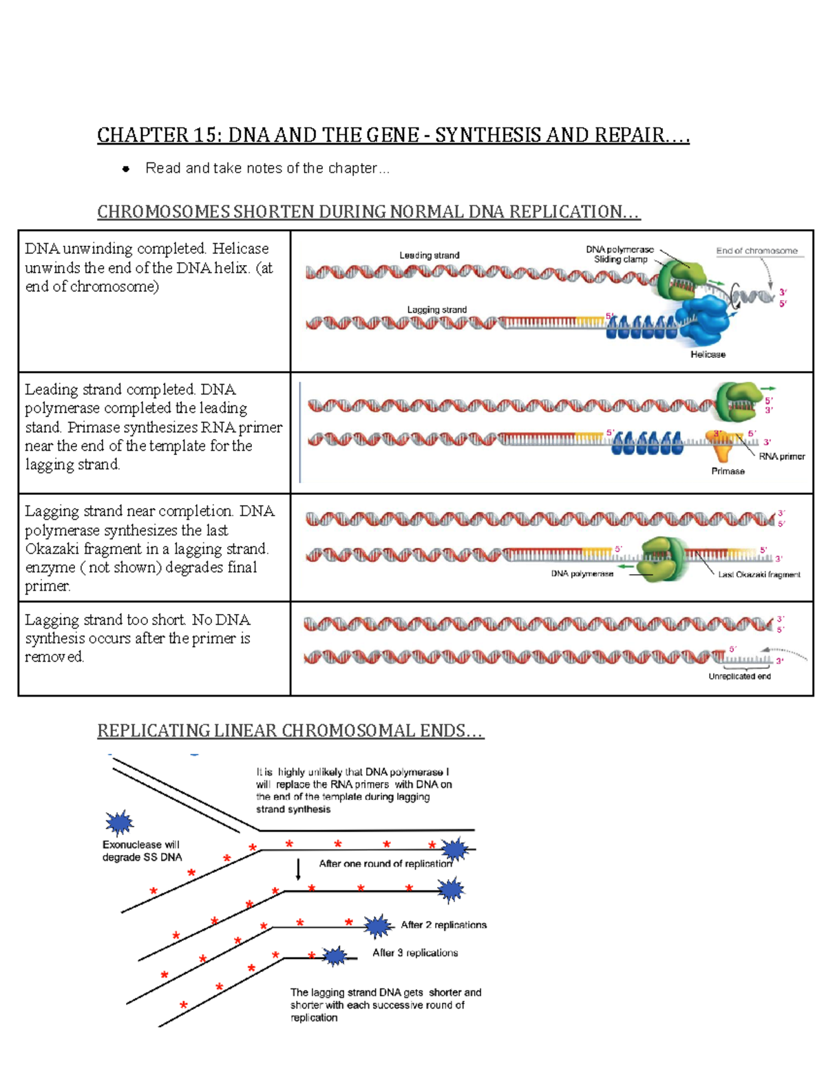 Chapter 15 DNA and GENE-Synthesis and Repair part 2 - CHAPTER 15: DNA ...