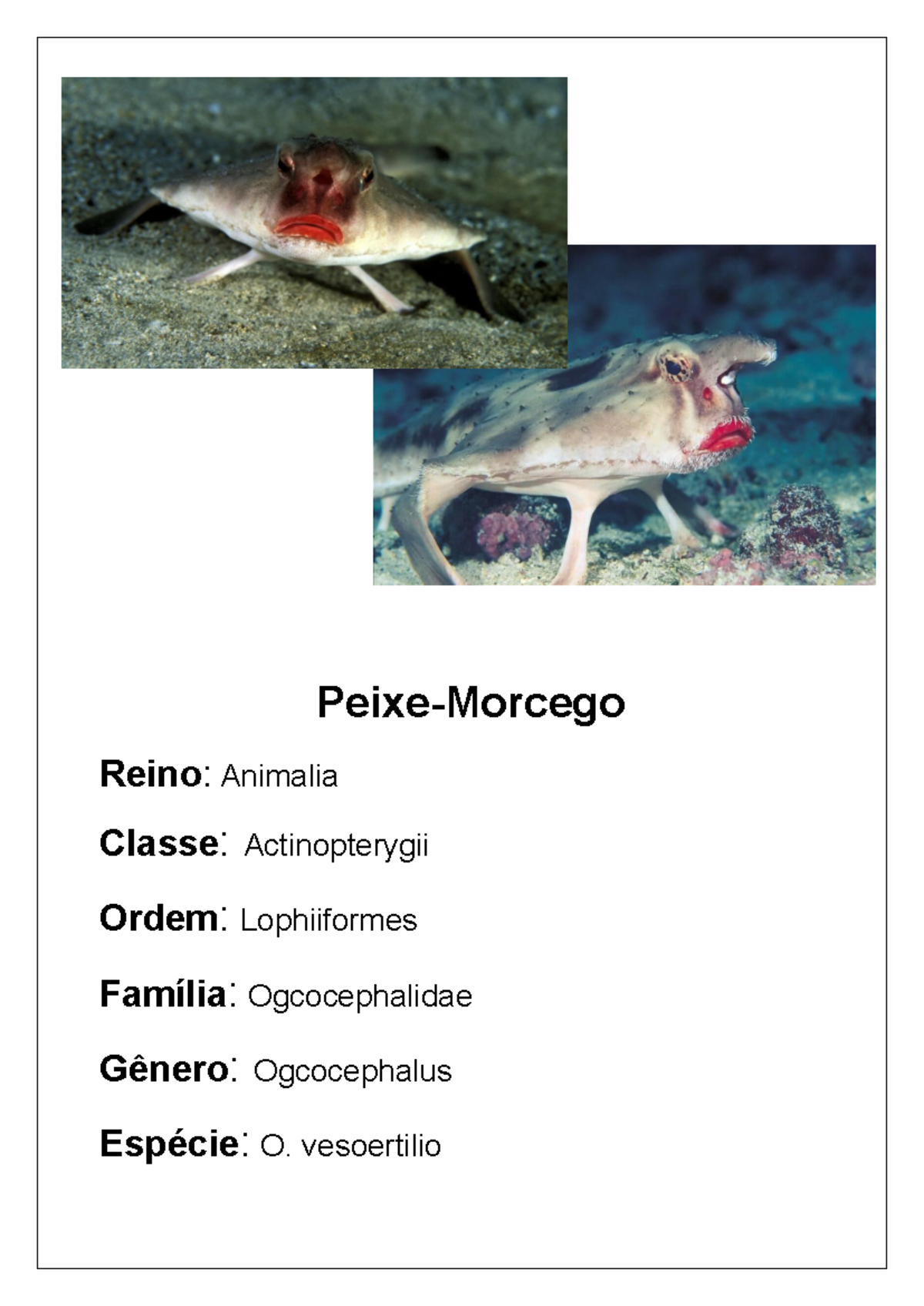 Peixe mocego 1 - Biologia - Peixe-Morcego Reino: Animalia Classe ...