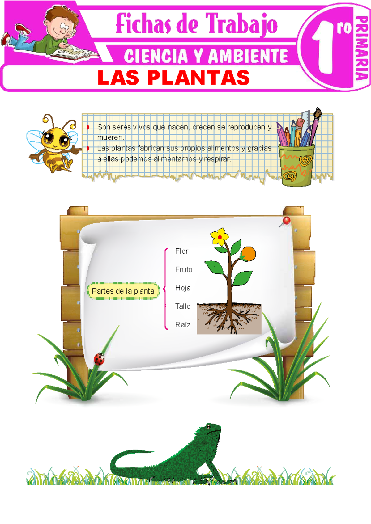 Las plantas para Primer Grado de Primaria - Z Son seres vivos que nacen ...