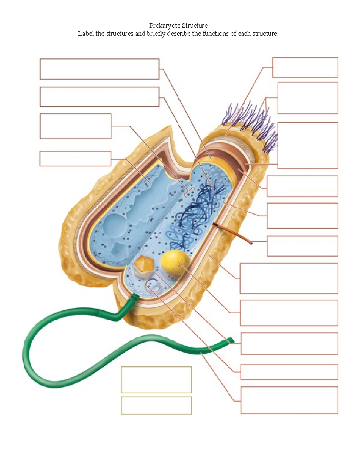 Prokaryote cell structure chart - BIOL 2320 - Prokaryote Structure ...