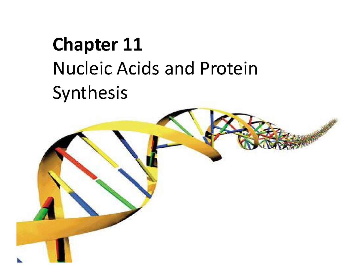 Ch11Nucleic Acids - N/a - Chapter 11 Nucleic Acids and ProteinSynthesis ...