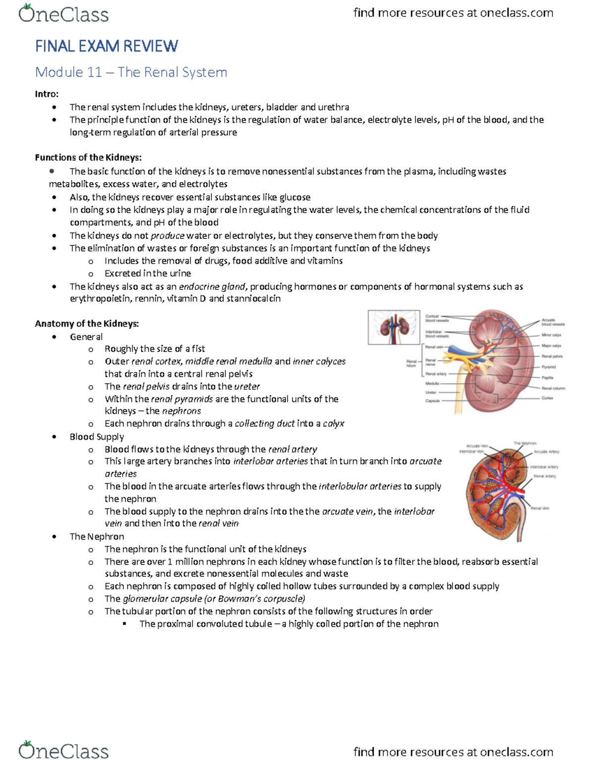 Module 11-16 - Notes - FINAL EXAM REVIEW Module 11 – The Renal System ...