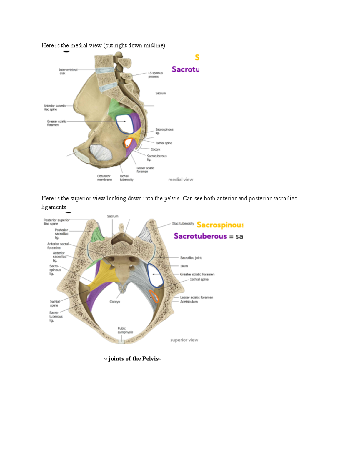 Pelvis Medial View