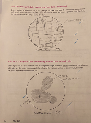 IMG 1997 - lab 3 - DATA COLLECTION Prokaryotic Cells Identifying ...