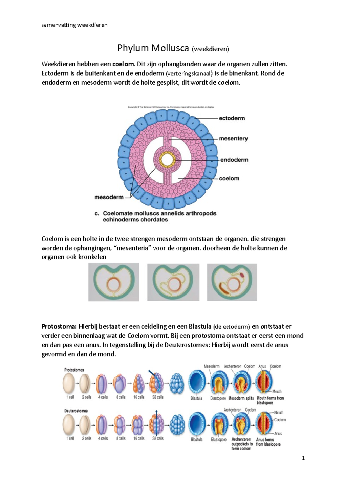 Phylum Mollusca weekdieren 5 - samenvatting weekdieren Phylum Mollusca ...