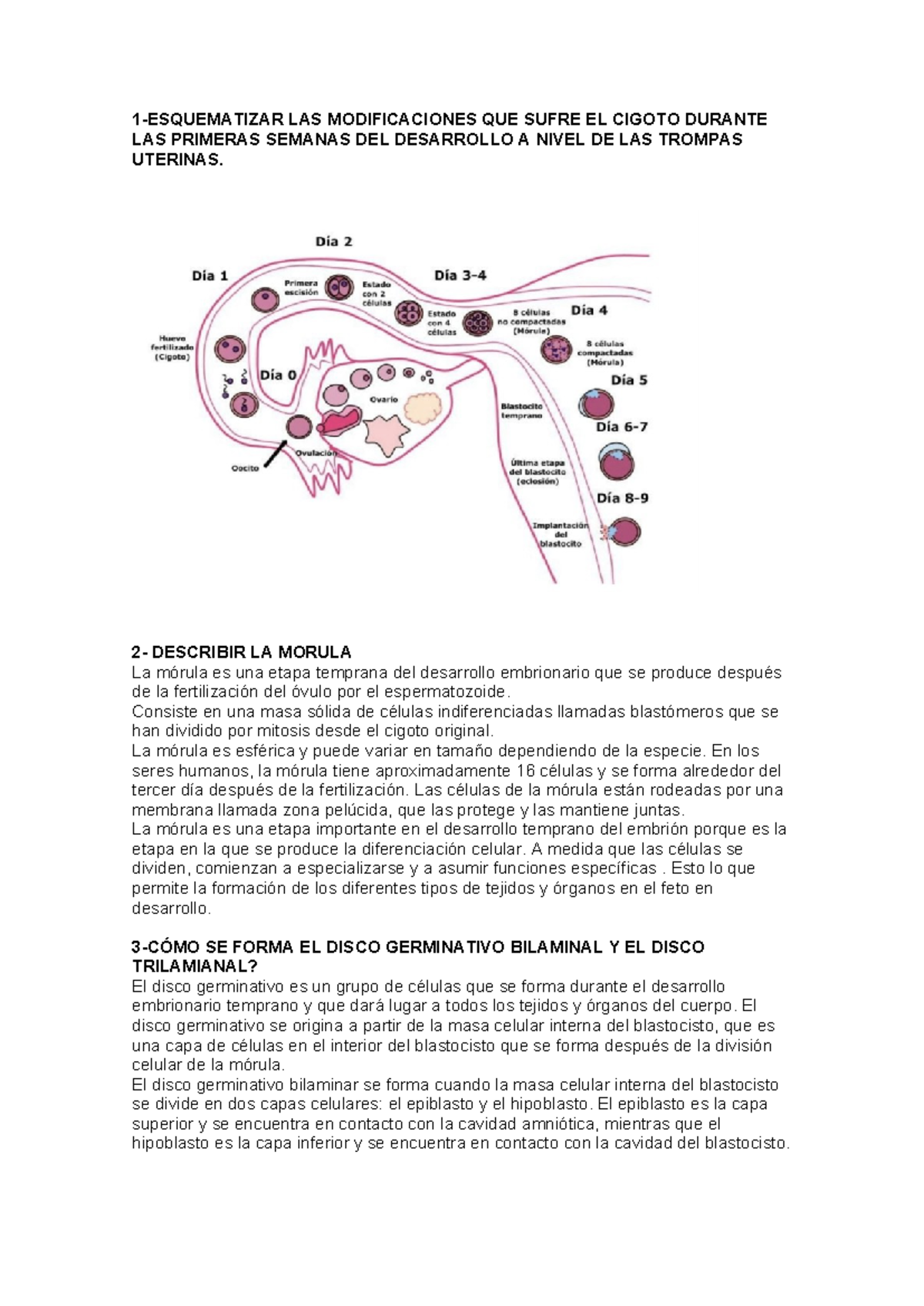 Copia de Embriología 2 - 1-ESQUEMATIZAR LAS MODIFICACIONES QUE SUFRE EL ...