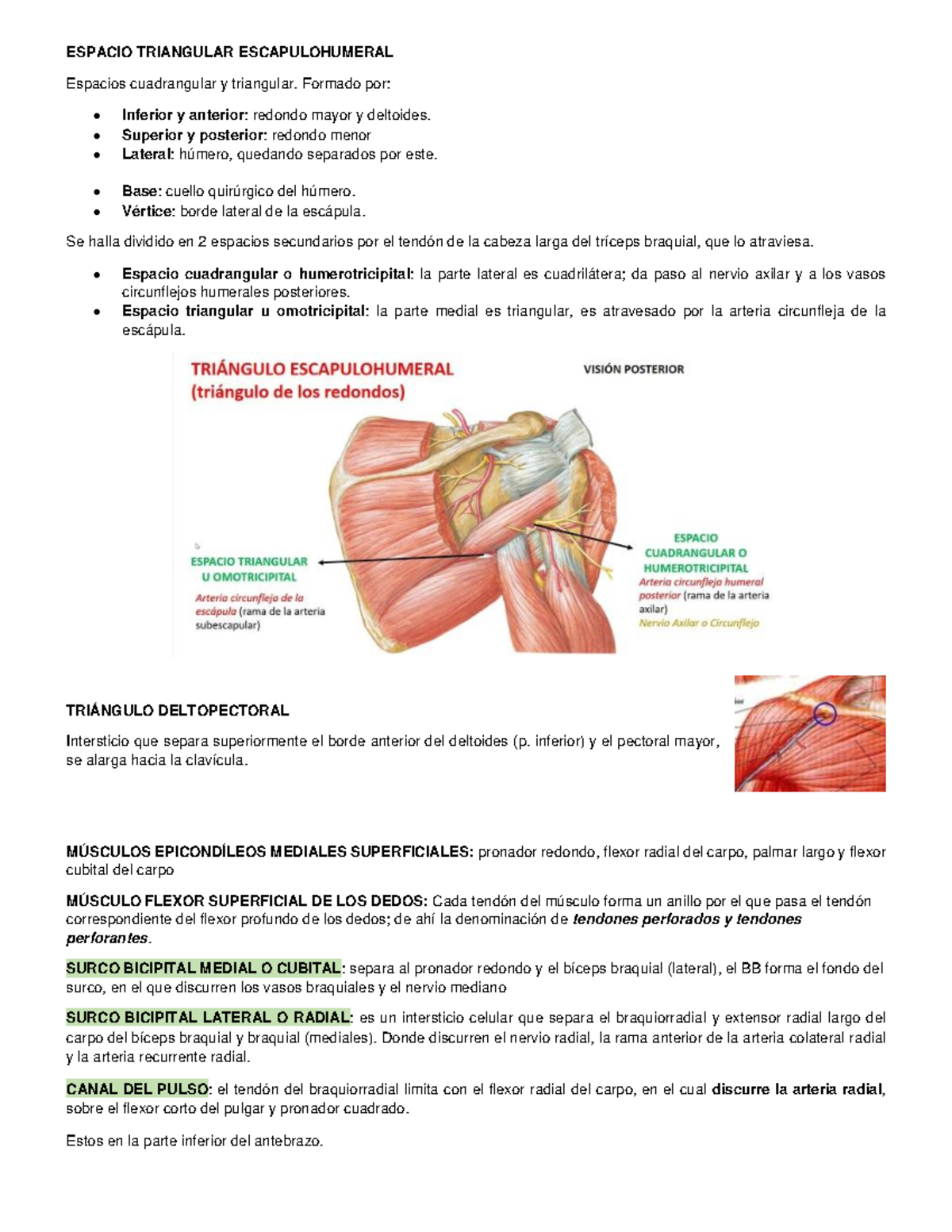 Datos de los músculos del MS - ESPACIO TRIANGULAR ESCAPULOHUMERAL ...