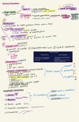 Afiche parte 1 - Bsbshs - Anatomía - Studocu