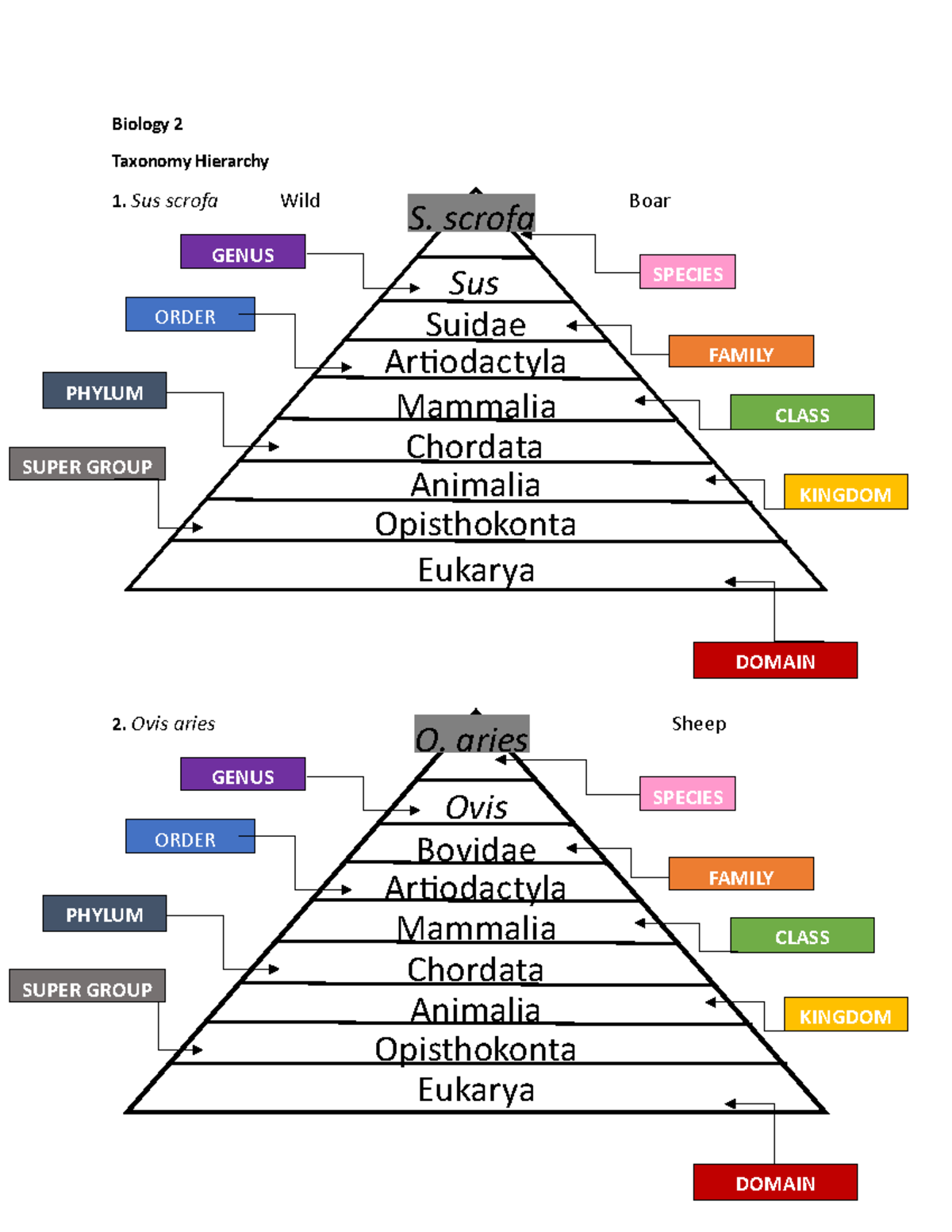 Biology 2 - Evolutionary Relationship - Biology 2 Taxonomy Hierarchy 1 ...