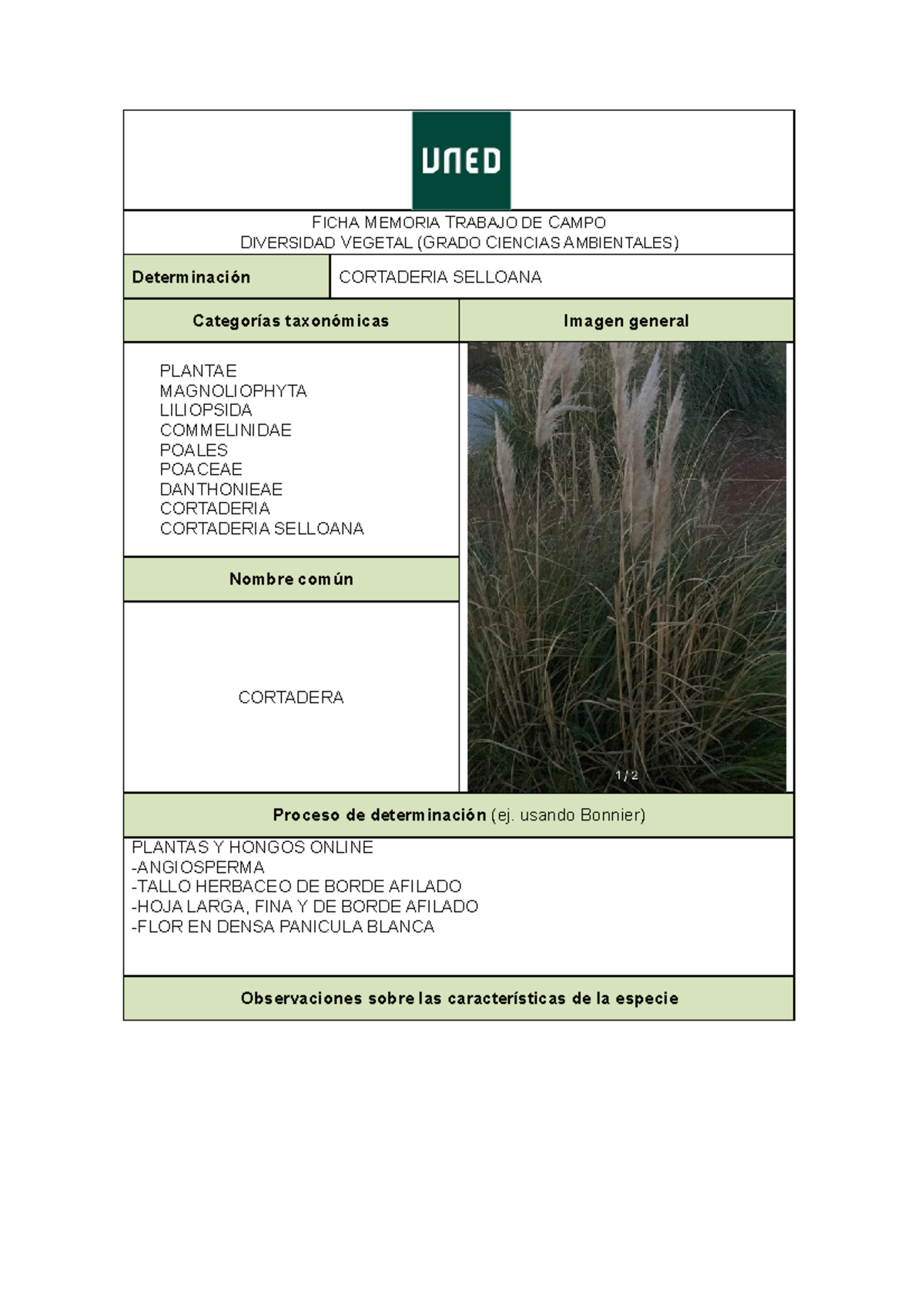 7- Cortadera Selloana - PLANTA - FICHA MEMORIA TRABAJO DE CAMPO ...