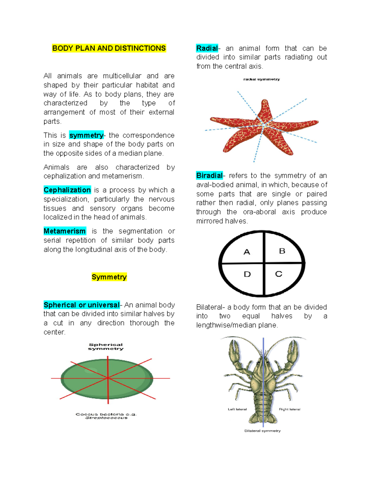 BODY PLAN AND Distinctions - BODY PLAN AND DISTINCTIONS All animals are multicellular and are ...