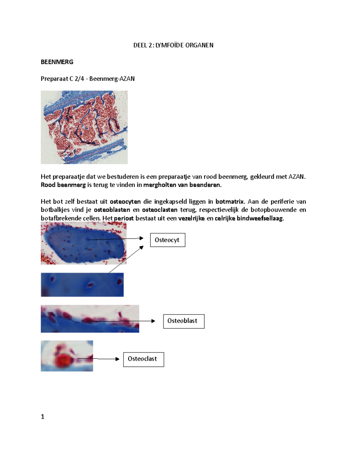 DEEL2-lymfoide organen - DEEL 2: LYMFOÏDE ORGANEN BEENMERG Preparaat C ...