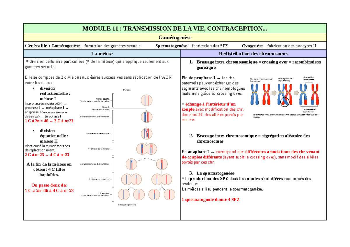 Gametogenese - La gamétogenese détaillée - MODULE 11 : TRANSMISSION DE ...