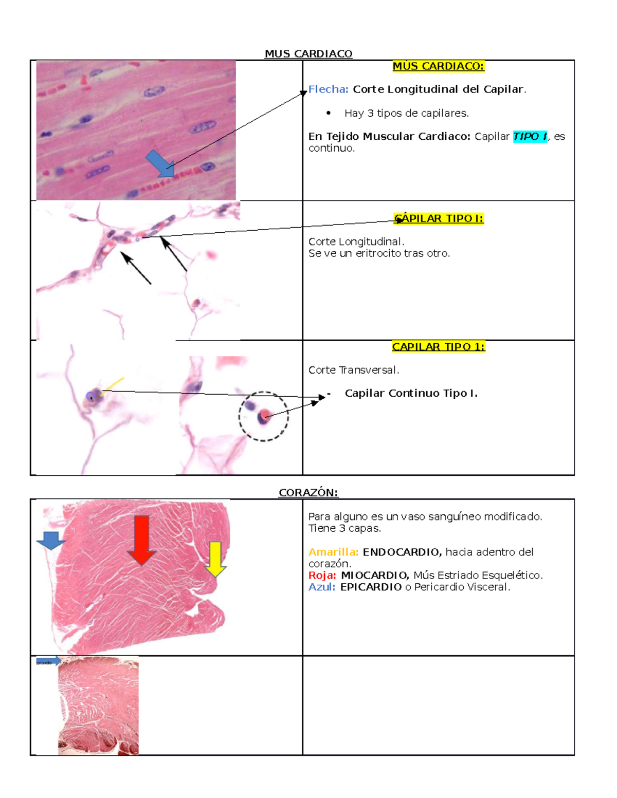Histologia Segundo Parcial - MUS CARDIACO MÚS CARDIACO: Flecha: Corte ...