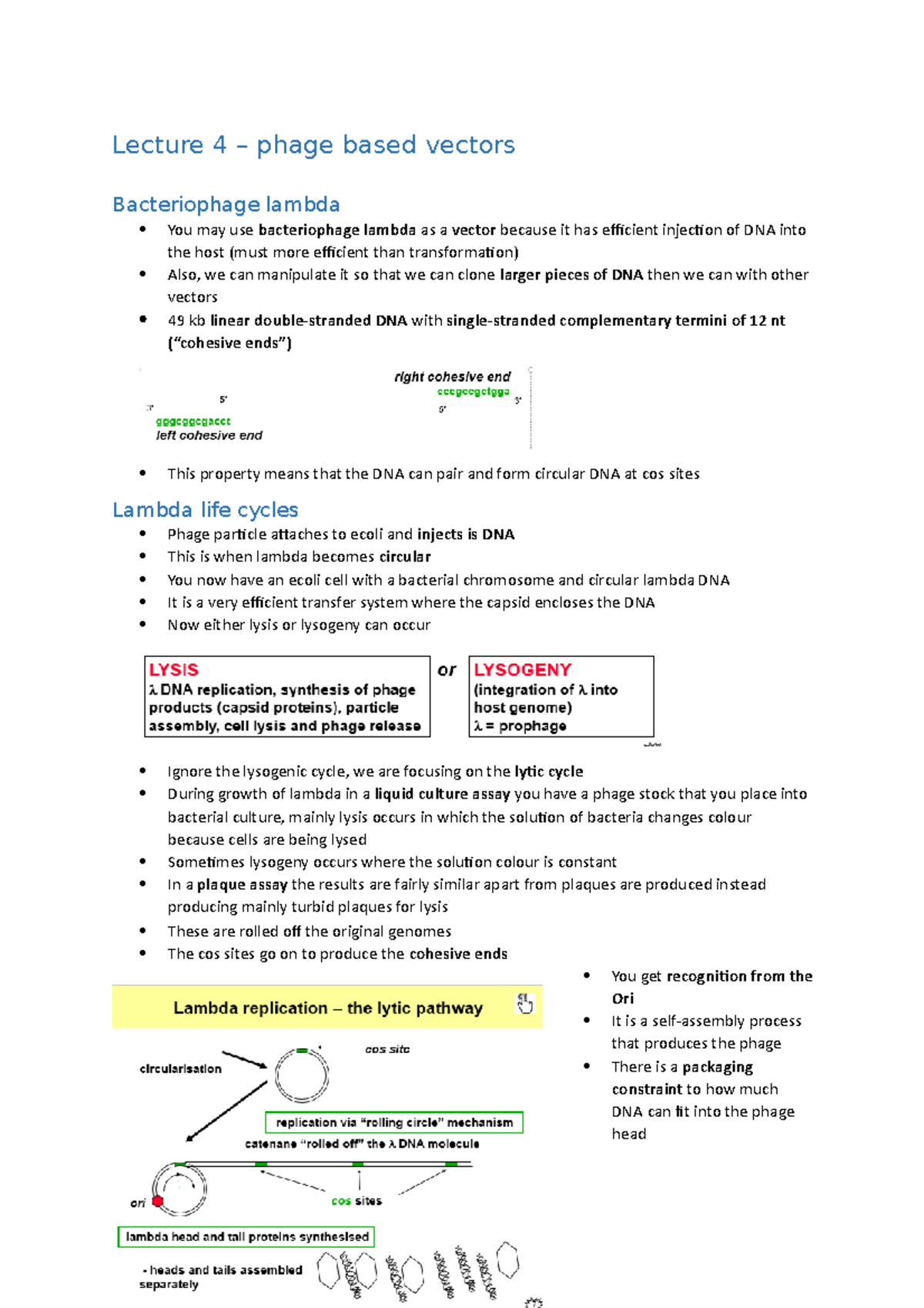 L4 - Phage-based vectors - Lecture notes 4 - Lecture 4 – phage based ...