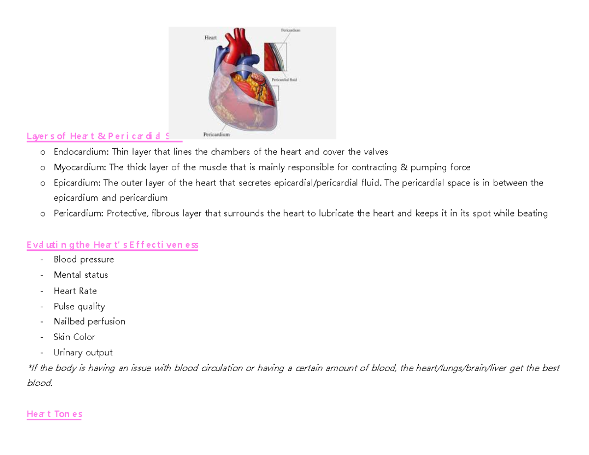 Cardio - Layer s of Hear t & P er i c ar di al Sac o Endocardium: Thin ...