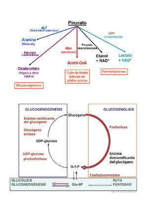 Isoenzimas - Resumen de isoenzzimas - ISOENZIMAS Isoenzimas: son ...