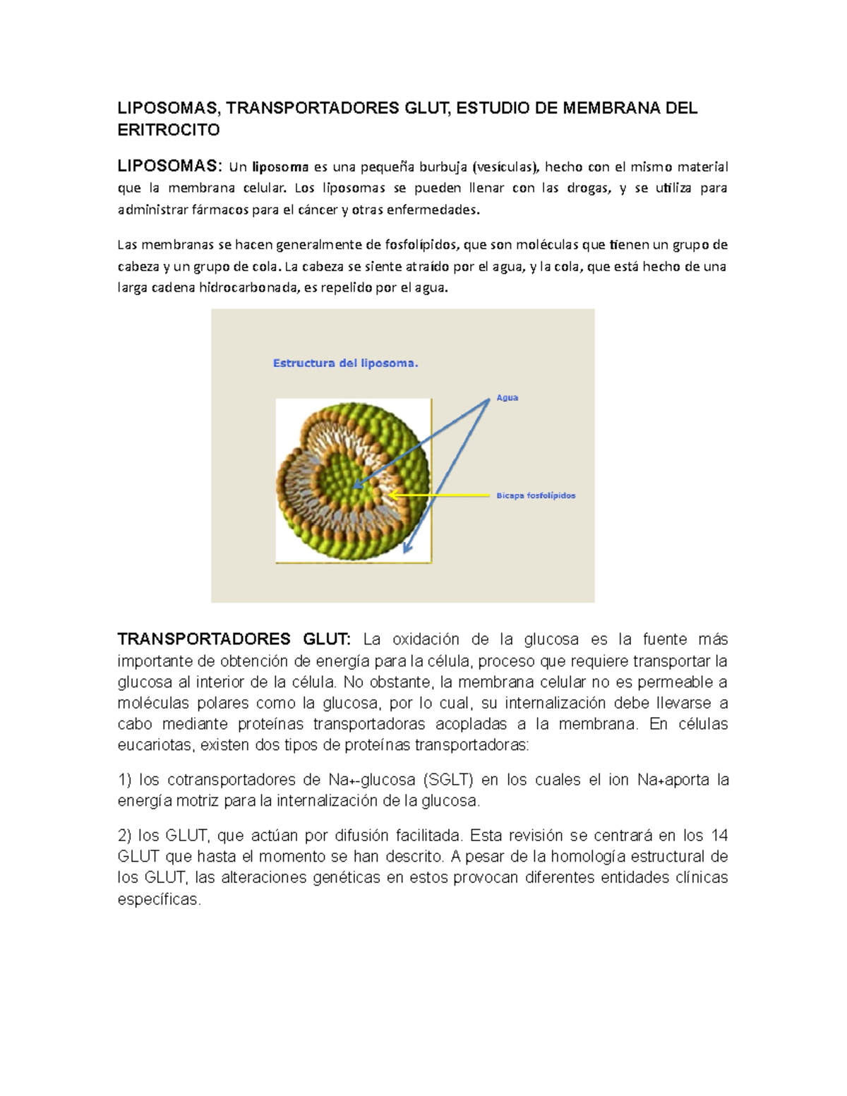 Liposomas - Nota: 16 - LIPOSOMAS, TRANSPORTADORES GLUT, ESTUDIO DE ...