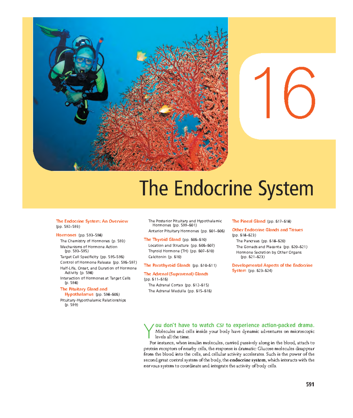 The endocrine system extracted chapter - 16 The Endocrine System The ...