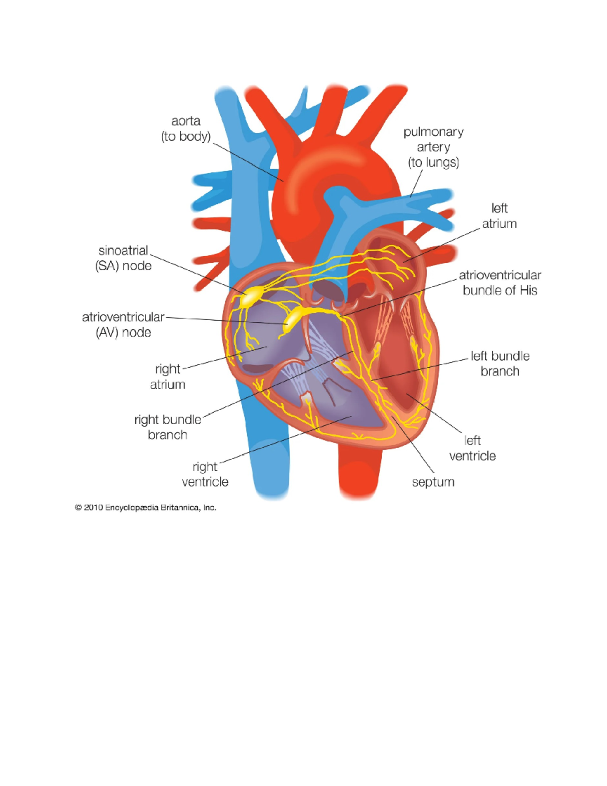 Heart diagrams - NSG3033 - Studocu