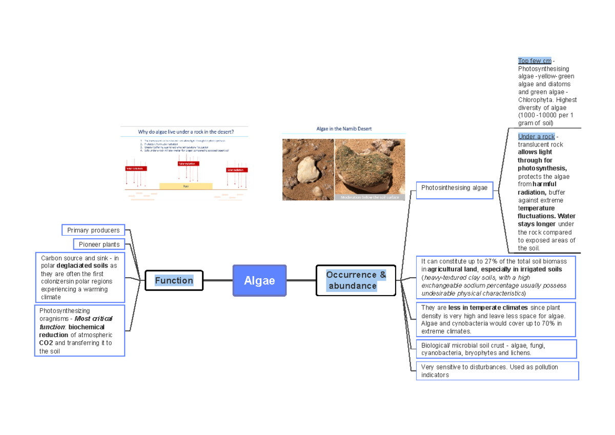 Algae - Mind map_Theme 4_Introductory soil science - Algae Occurrence & abundance Function - Studocu