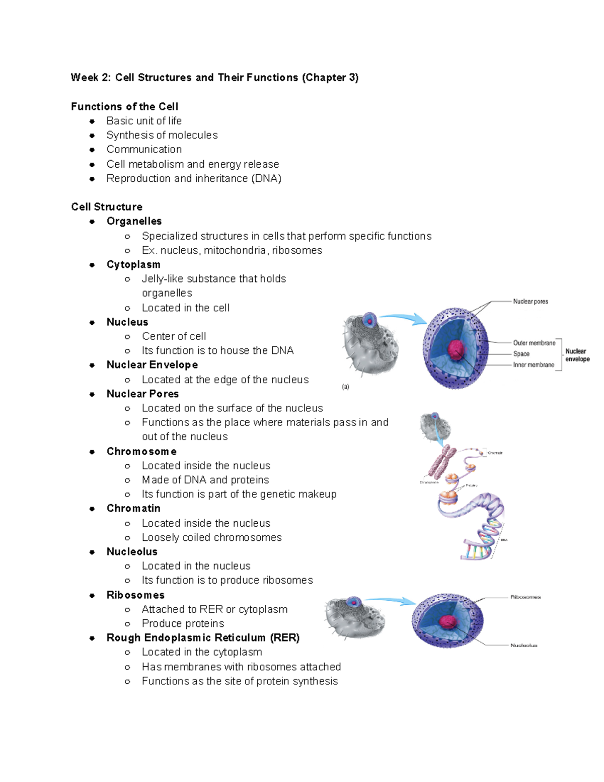 Week 2 Cell Structures and Their Functions (Chapter 3) - BIO126 - St ...