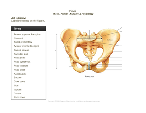AHA BLS Exam A - BLS - Annotated Answer Key Basic Life Support Exam A ...