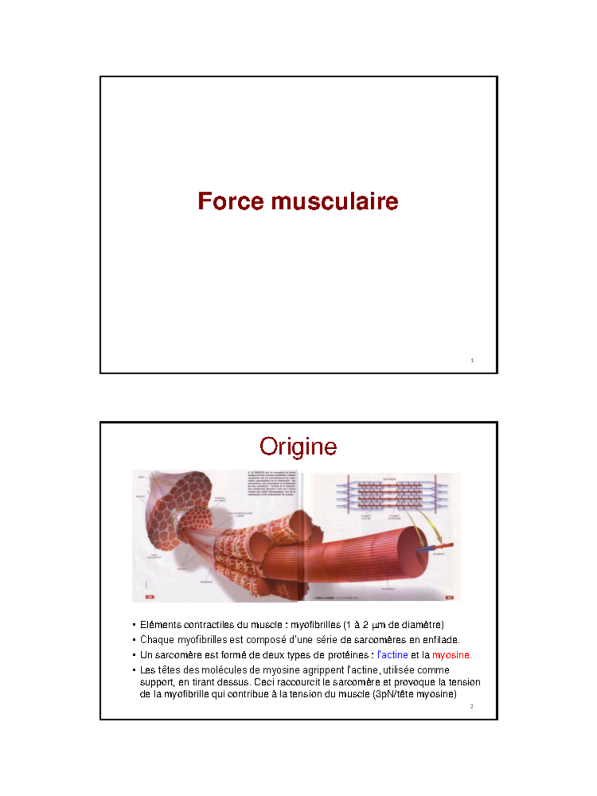13 - Force Musculaire - physique 1 - Force musculaire 1 Origine ...