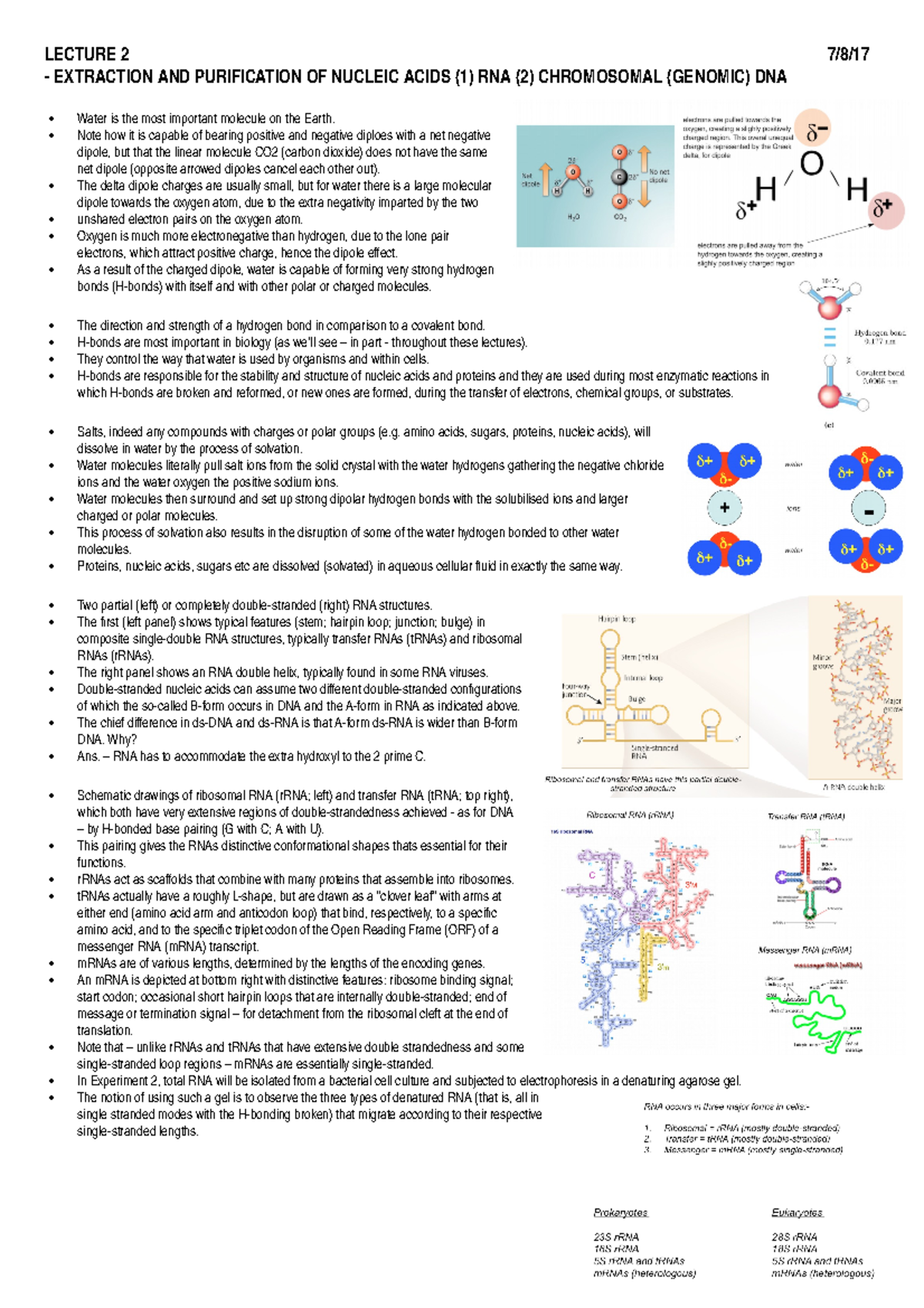 MB1 lecture 2 - LECTURE 2 - EXTRACTION AND PURIFICATION OF NUCLEIC ACIDS (1) RNA (2) CHROMOSOMAL ...