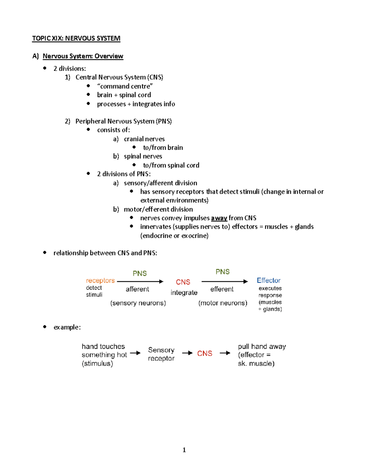 19 - Topic XIX - Nervous System - TOPIC XIX: NERVOUS SYSTEM A) Nervous ...