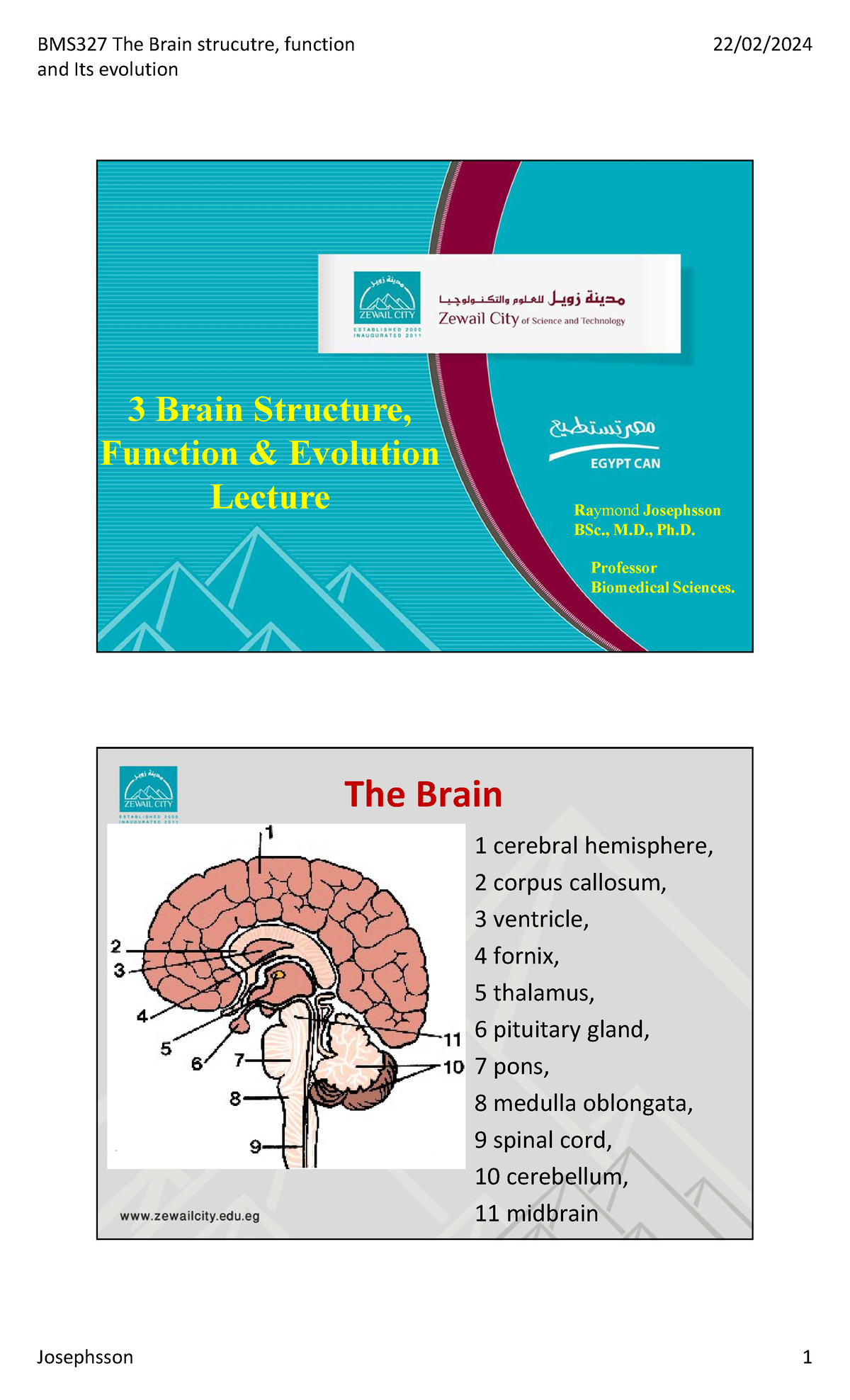 1 Lecture 3 The Brain Structure, Functionand its Evolution BMS327 S2024 ...