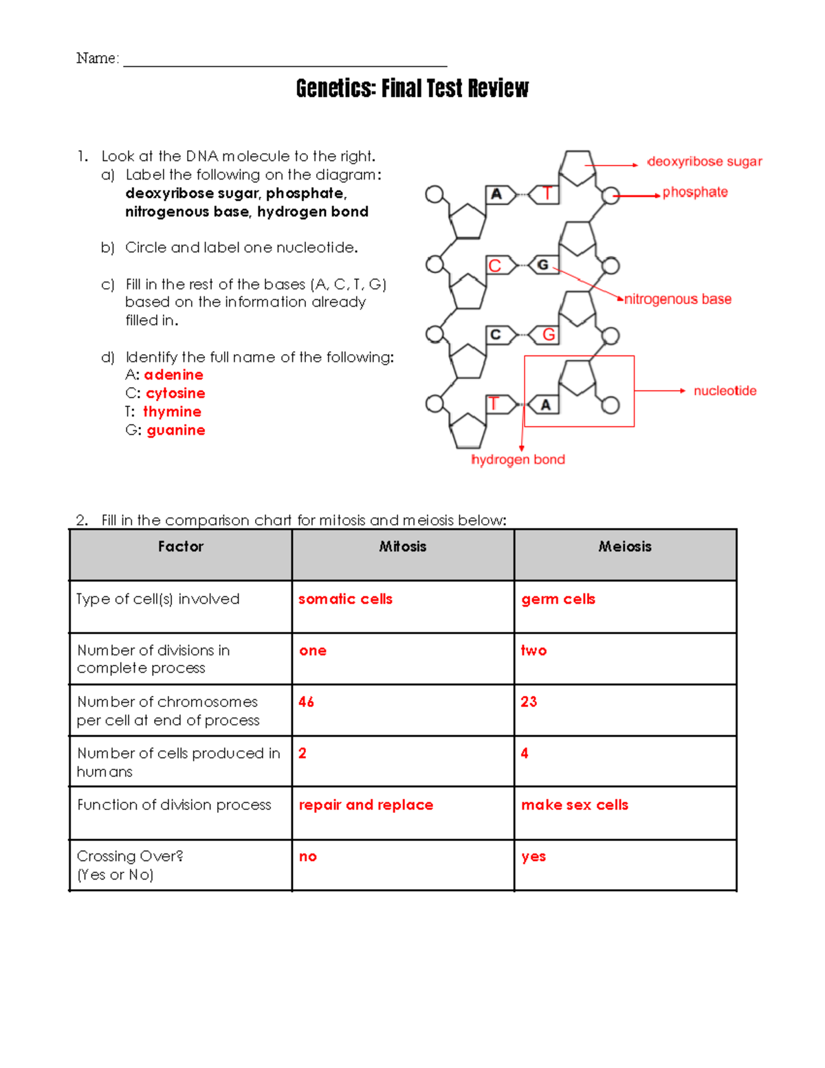 Genetics Test Review - Answers - Genetics: Final Test Review 1. Look at ...