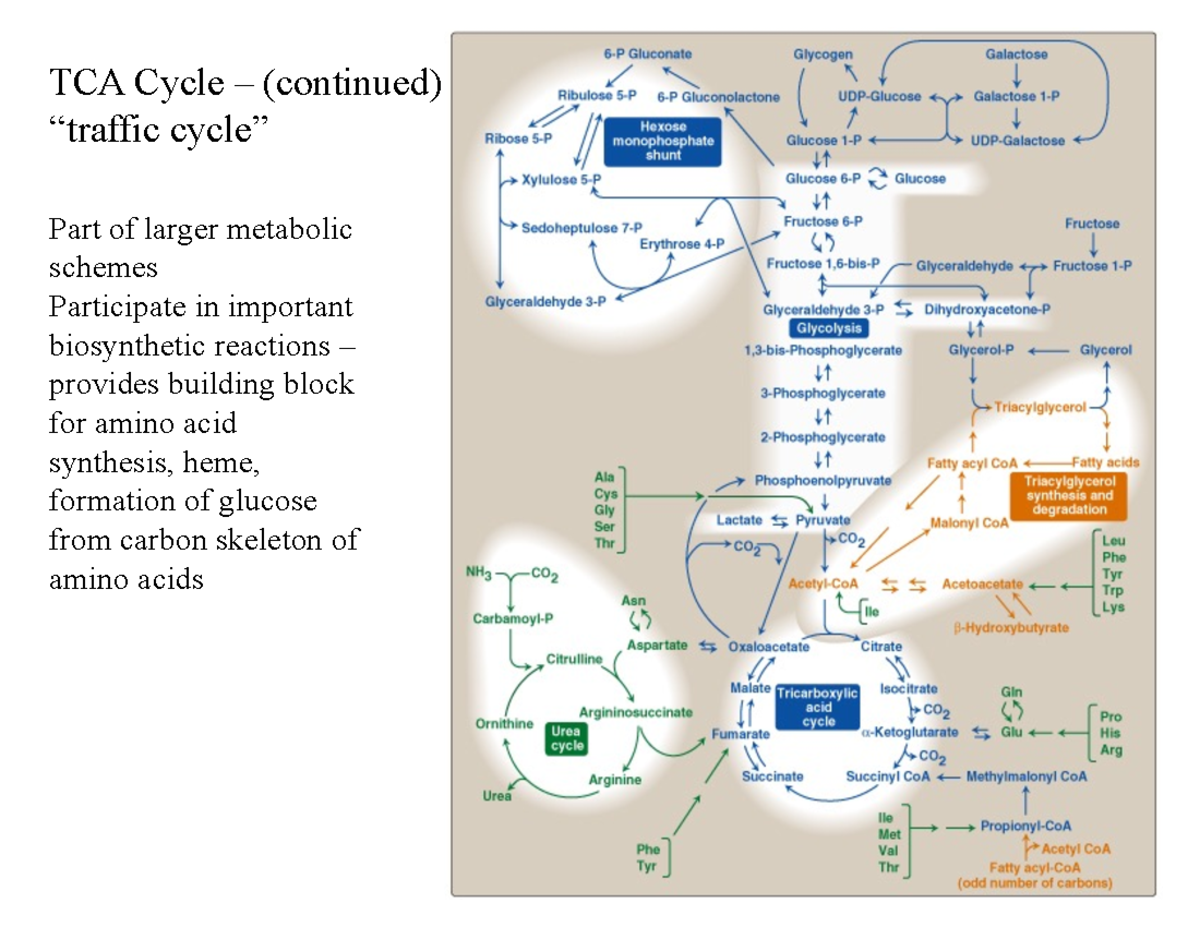 Lect8 TCA 09 13 2021 - Lecture notes lec 8 - ####### TCA Cycle ...