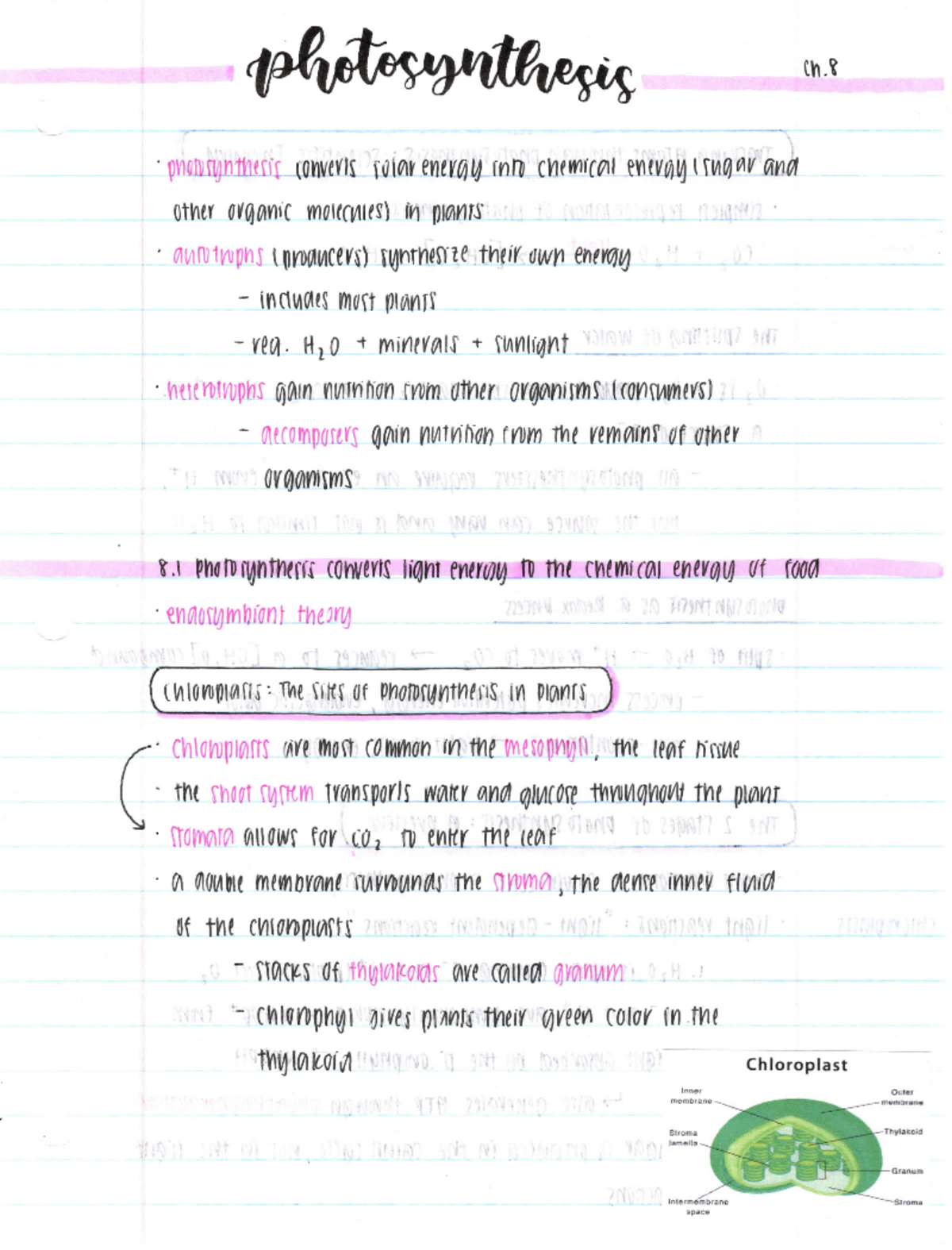 Ch. 8 Photosynthesis- Notes - Studocu