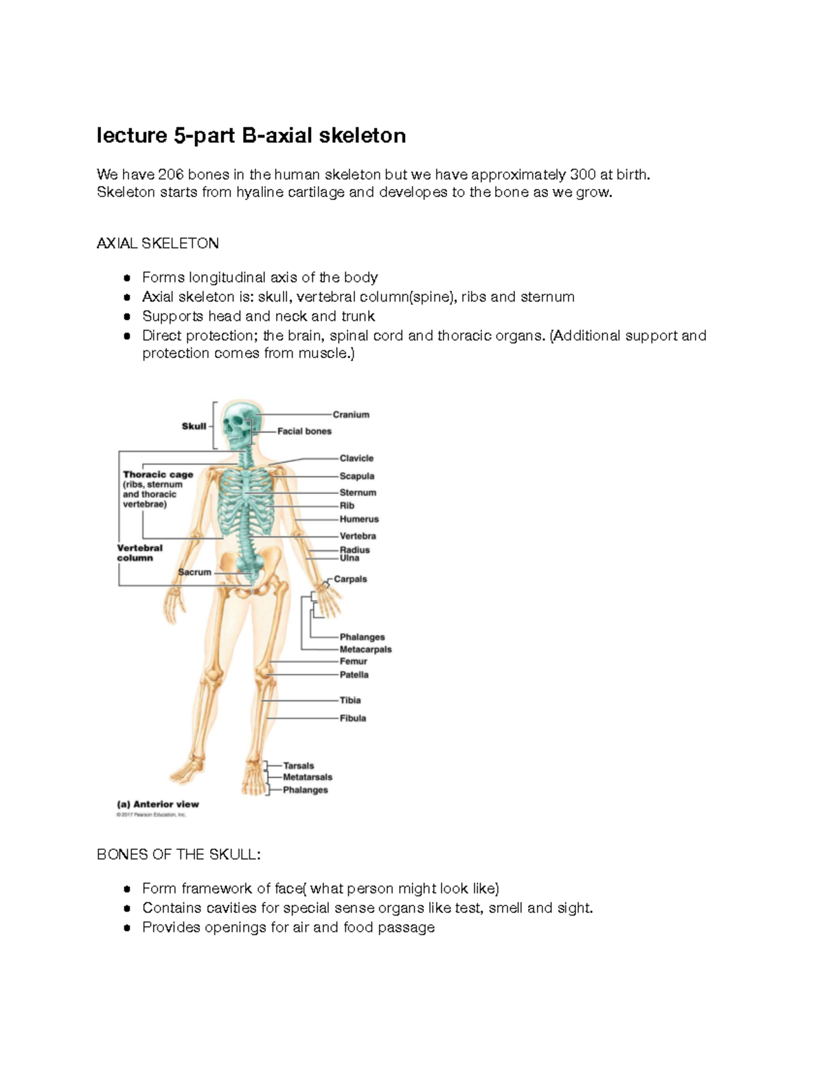 Lecture 5 anatomy.pdf - Talks about the axial skeleton - lecture 5-part ...