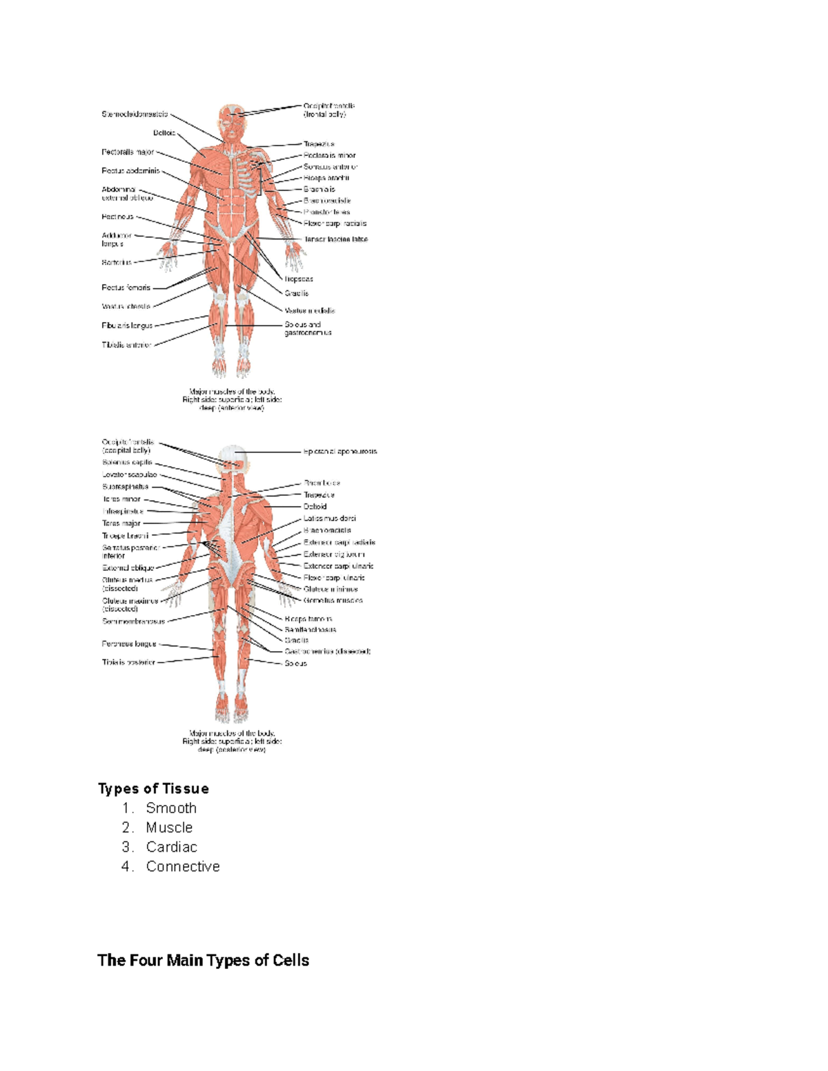 Muscular System - Types of Tissue 1. Smooth 2. Muscle 3. Cardiac 4 ...