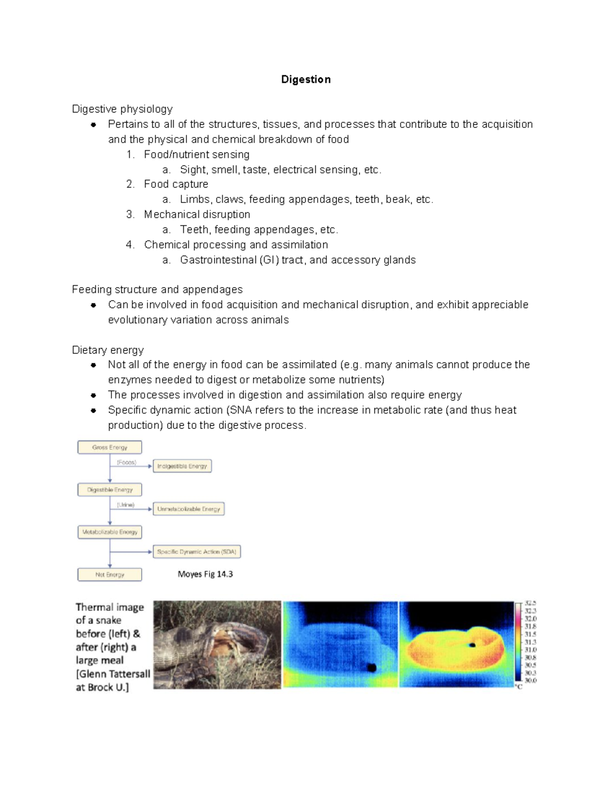 Digestion - class notes with Dr. Graham Scott - Digestion Digestive ...