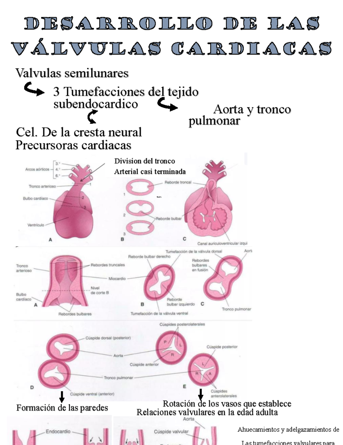 Valvas - Anatomía Humana I - Valvulas semilunares 3 Tumefacciones del ...