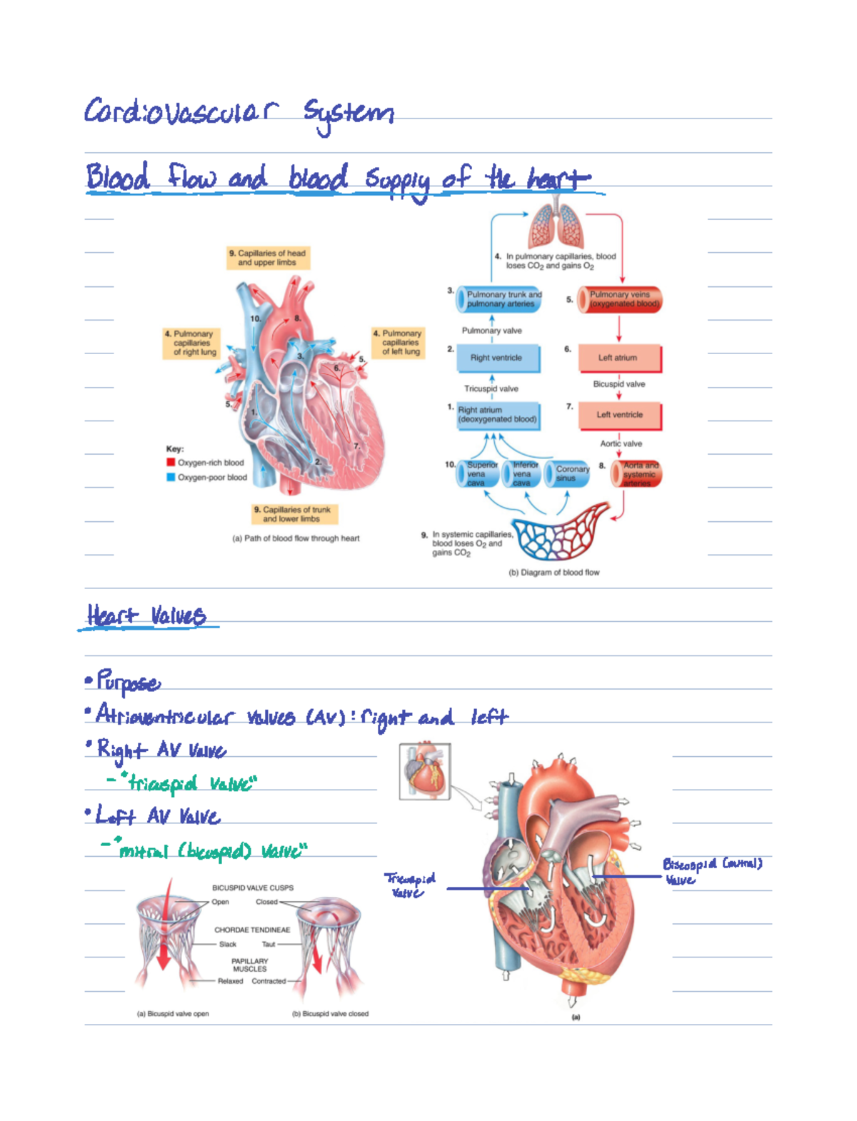 Note Jan 25, 2023 - Cardiovascular system - Cardiovascular system - Studocu