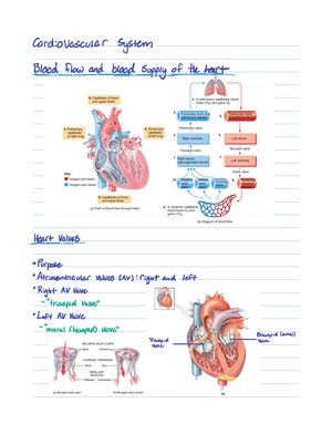 Unit 5 Cardiovascular system Respiratory system - — VESSEL ANATOMY — 3 ...